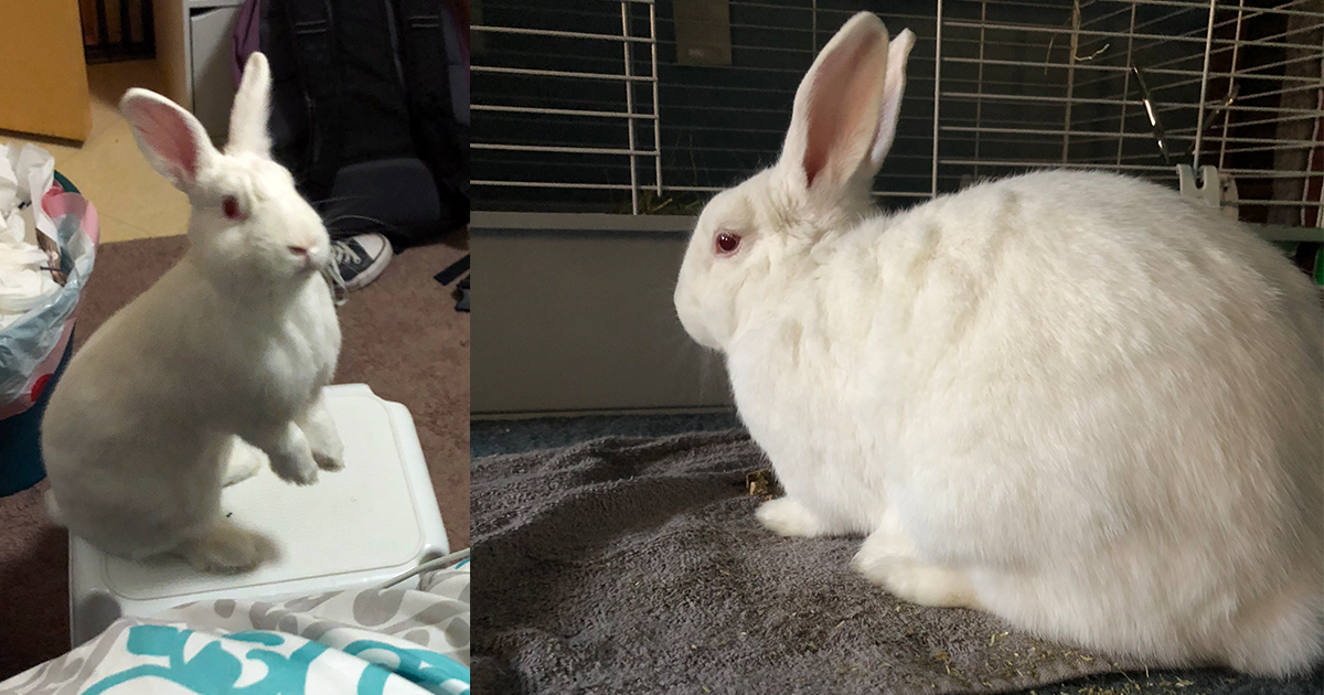 Meet Sprinkles: Jenny's Emotional Support Animal - Active Minds